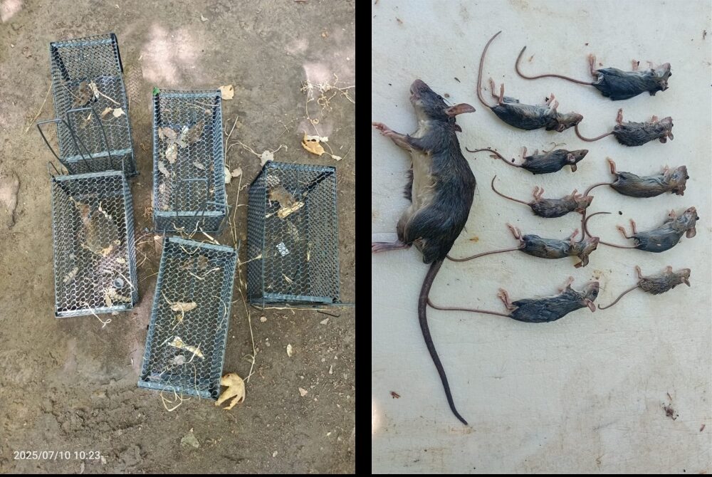 Rodent Dynamics in Lebanon: First Insights and Community-Led Solutions ...