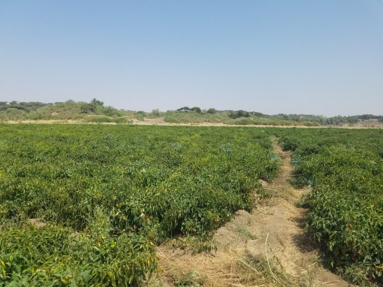 Livelihood Incentives as Entry Points for Collective Restoration in ...