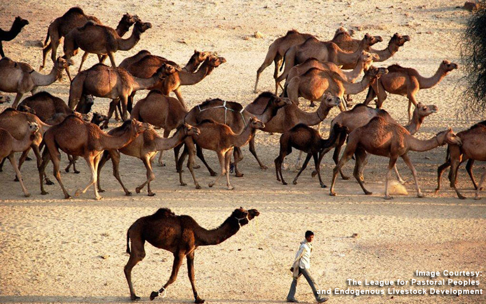 Pastoralism, Land, Water and Climate Change - TheWaterChannel